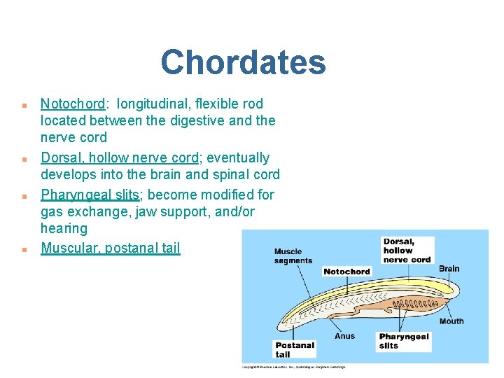 Lecture 15 Date n Chapter 34 Vertebrate Evolution