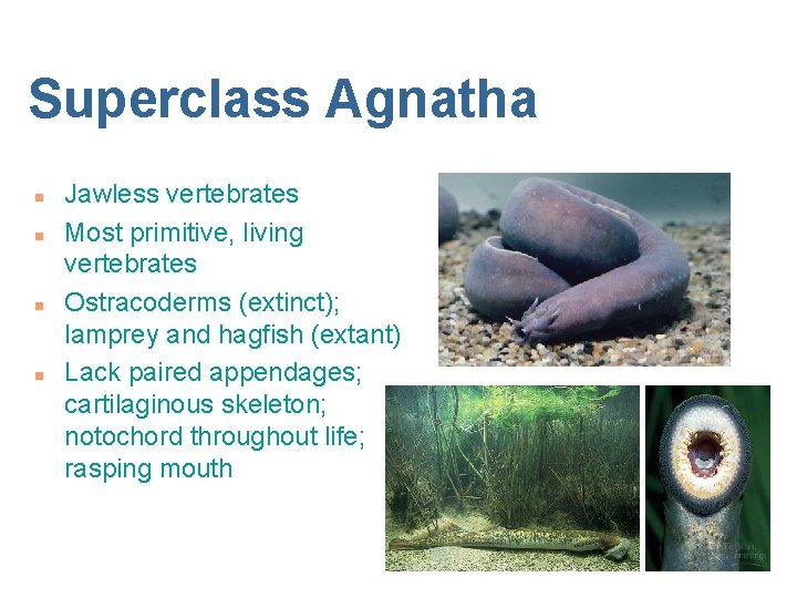 Lecture 15 Date n Chapter 34 Vertebrate Evolution