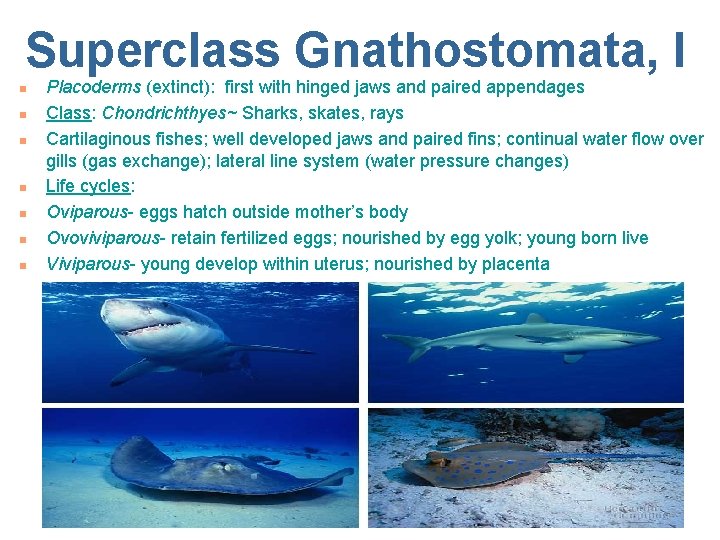 Lecture 15 Date n Chapter 34 Vertebrate Evolution