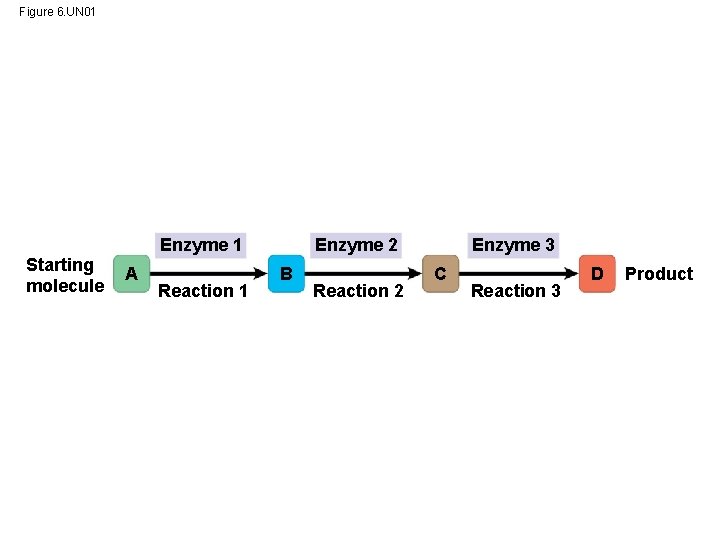Figure 6 1 Figure 6 UN 01 Enzyme