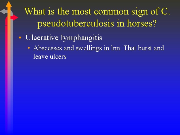 GRAM POSITIVE BACTERIA Ross University School of Veterinary