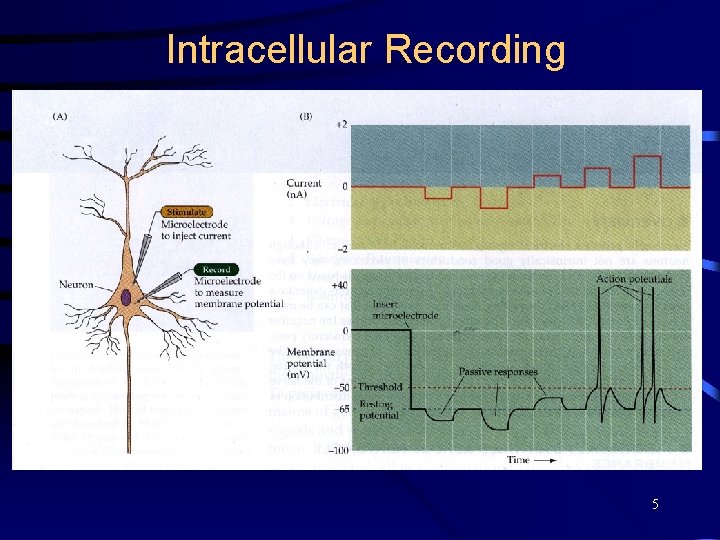 Basic Models in Theoretical Neuroscience Oren Shriki 2010