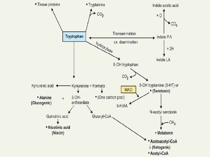 Metabolism of other amino acids GLYCINE Glycine is