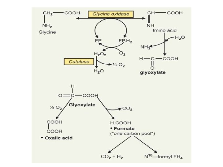 Metabolism of other amino acids GLYCINE Glycine is
