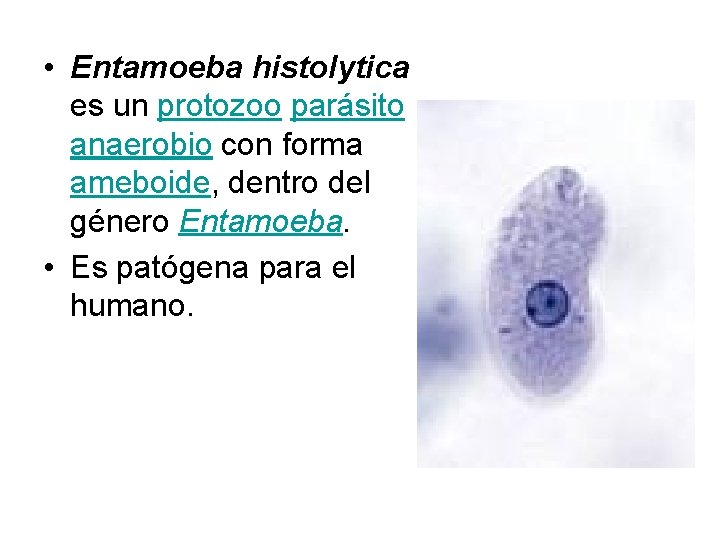 Entamoeba histolytica PATOGENIA La amebiasis es la forma
