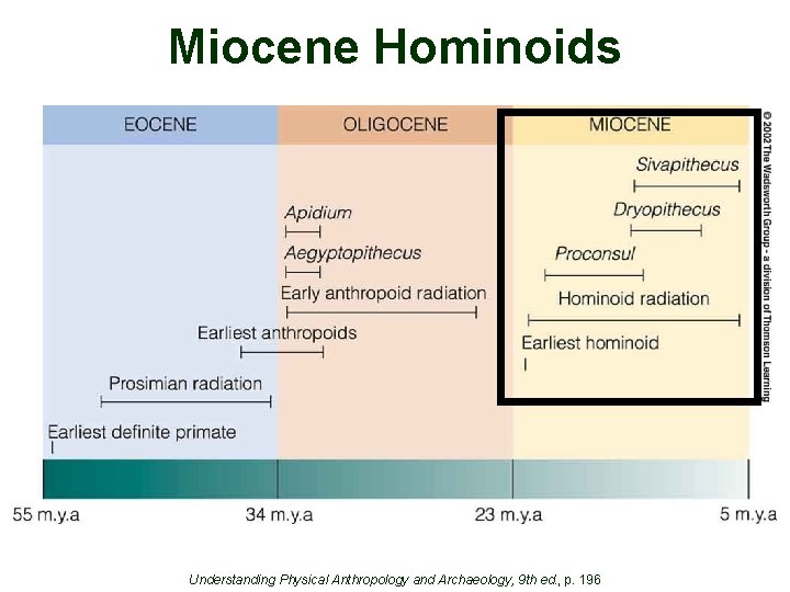 Miocene Hominoids Understanding Physical Anthropology and Archaeology 9