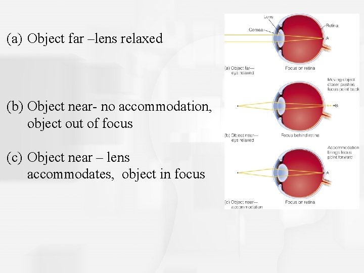 Chapter 3 Introduction to Vision Overview of Questions