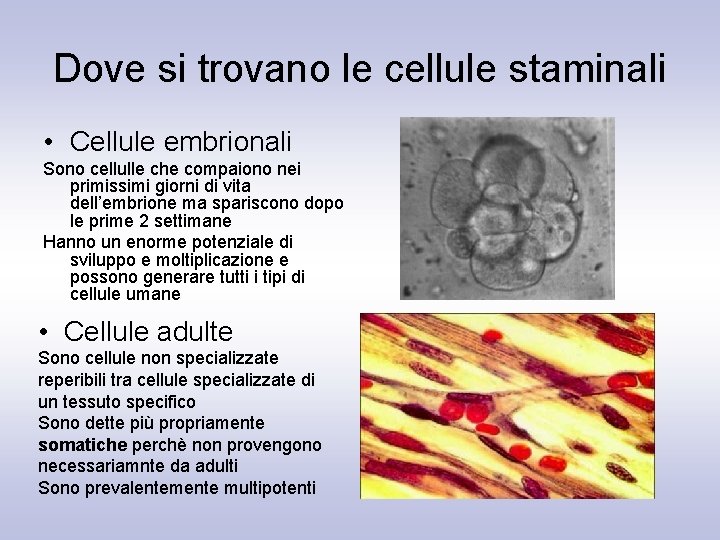 Cos una cellula staminale Le cellule staminali sono