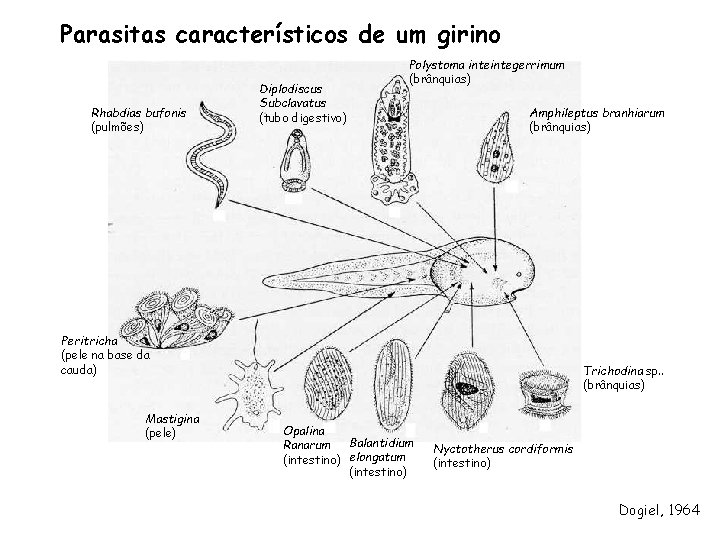 BMP0201 Parasitologia para Cincias Farmacuticas Professores Dr Ariel