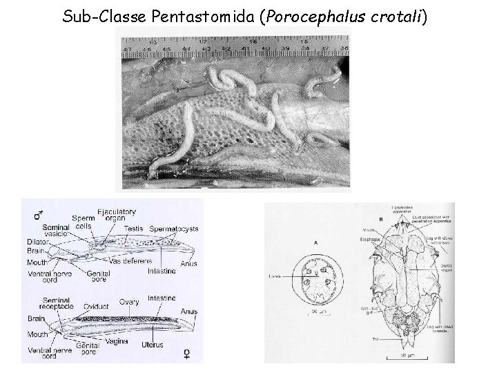 BMP0201 Parasitologia para Cincias Farmacuticas Professores Dr Ariel