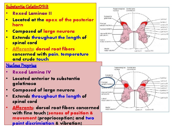 Anatomy of the Spinal Cord DR JAMILA EL