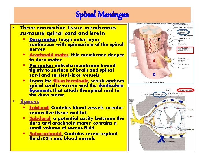 Anatomy of the Spinal Cord DR JAMILA EL