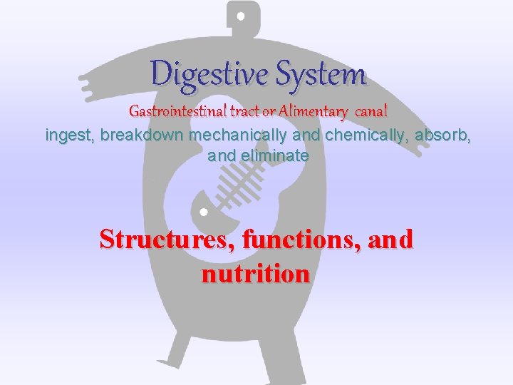 Digestive System Gastrointestinal tract or Alimentary canal ingest