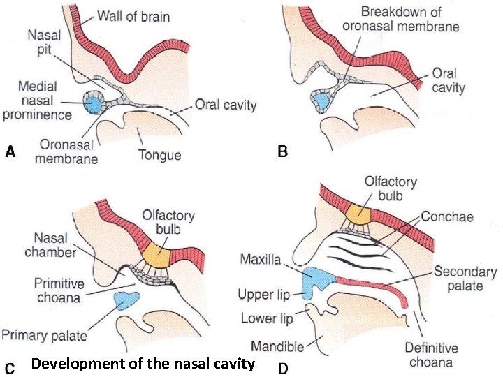 Embryology of the Respiratory System I Prof Abdulameer