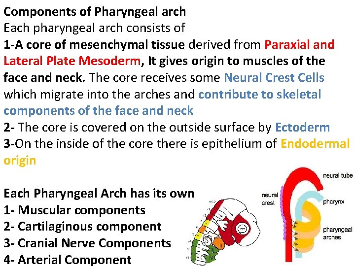 Embryology of the Respiratory System I Prof Abdulameer