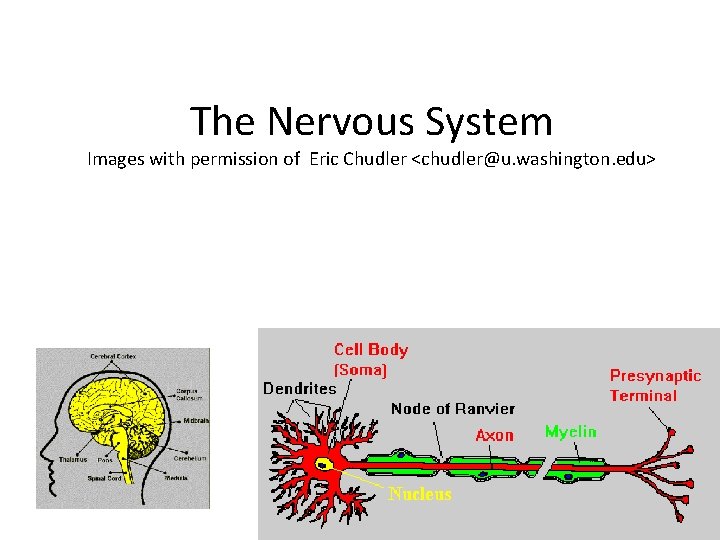 The Nervous System Images with permission of Eric