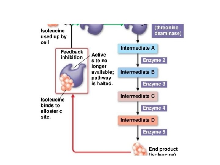 Chapter 8 p 142 160 METABOLISM ENZYMATIC REACTIONS