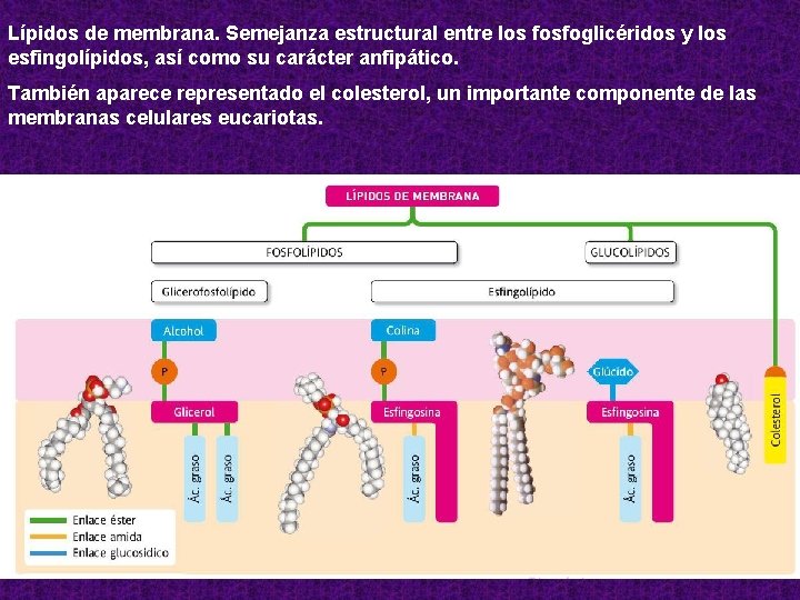 Asociados a Estructura de Membrana Metabolismo como fuente