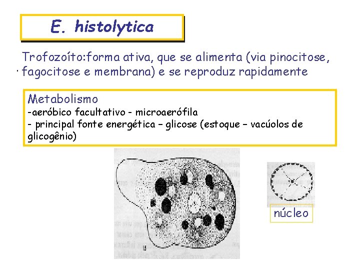 Protozooses Cavitrias Tricomonase Giardase Amebase Protozooses ...