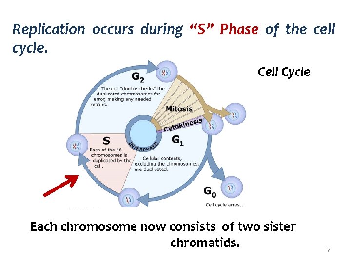 Molecular Biology I Replication Transcription 1 STRUCTURE OF