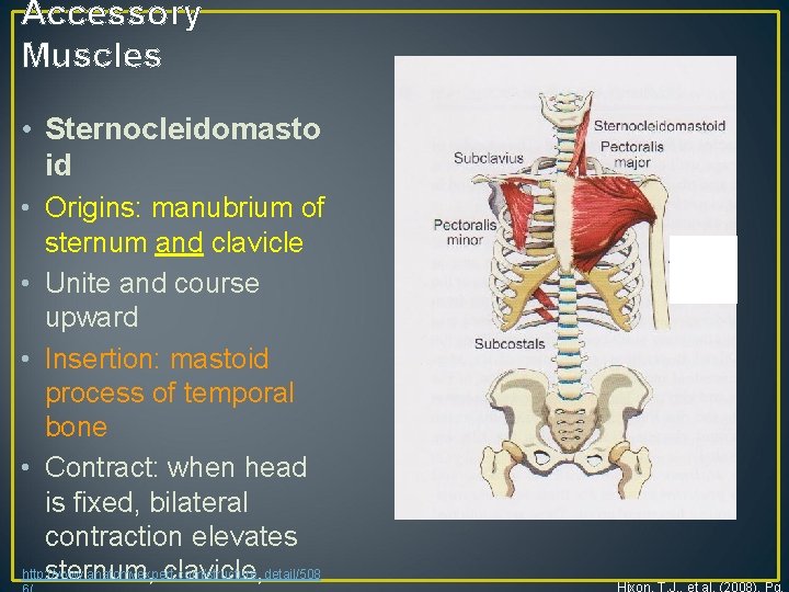 Respiratory System Lecture 4 Outline Breathing Basics Bigger