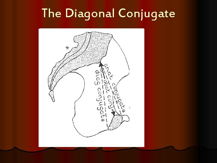 Anatomy and Physiology of Pregnancy Lectures 1 N