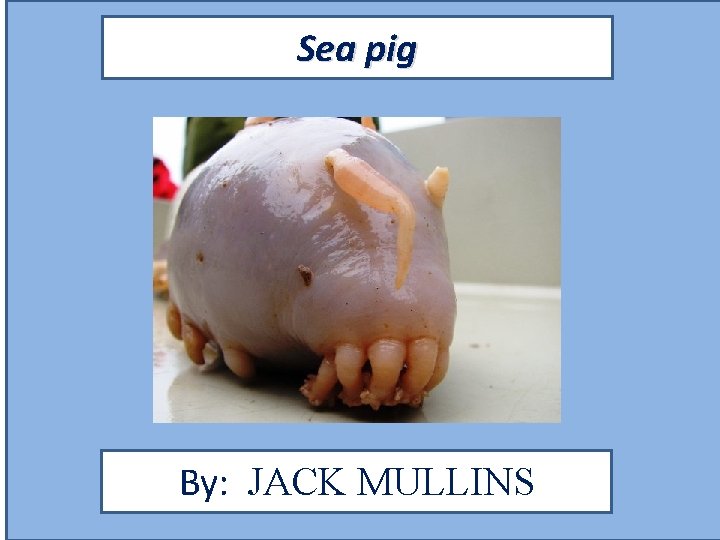 Sea pig By JACK MULLINS Animal Facts Description