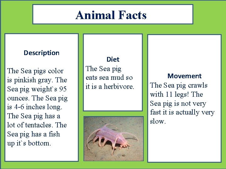Sea pig By JACK MULLINS Animal Facts Description