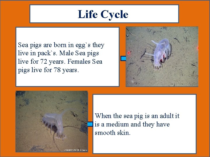 Sea pig By JACK MULLINS Animal Facts Description