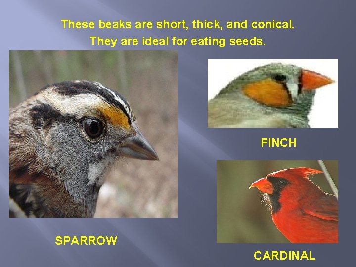 ADAPTATIONS FOR THE BIRDS Adaptations are special characteristics