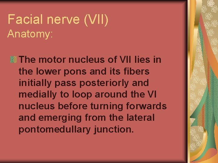 Cranial nerves Facial nerve VII Anatomy The motor