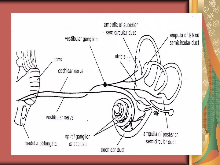 Cranial nerves Facial nerve VII Anatomy The motor