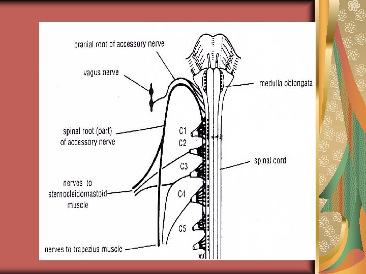 Cranial nerves Facial nerve VII Anatomy The motor