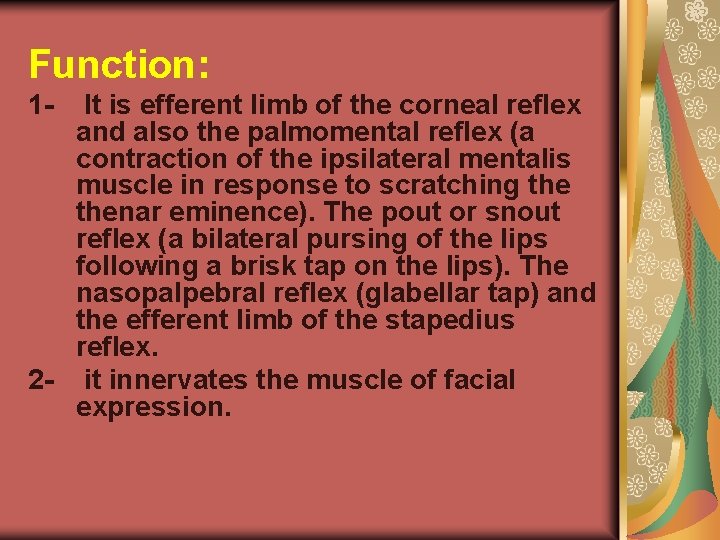 Cranial nerves Facial nerve VII Anatomy The motor