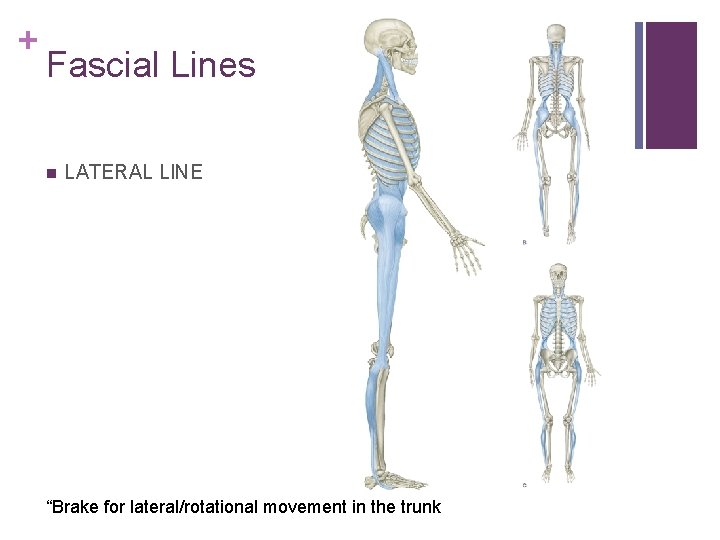 Beyond Pigeon Pose Yoga for the HipFlexed Athlete