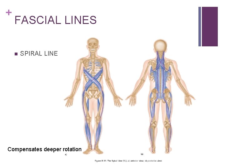 Beyond Pigeon Pose Yoga for the HipFlexed Athlete