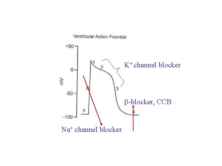 Cardiac Arrhythmias Types of cardiac arrhythmias Bradyarrhythmias ...