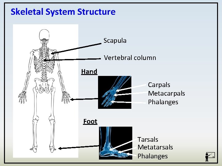 1 1 The structure and functions of the