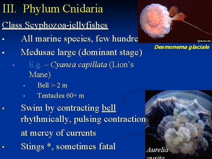 Invertebrates I Porifera Cnidaria Tree of Life Invertebrates