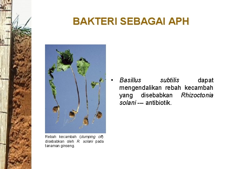 MIKROBA ANTAGONIS SEBAGAI AGEN HAYATI PENGENDALI PENYAKIT TANAMAN