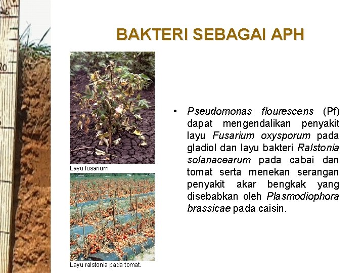 MIKROBA ANTAGONIS SEBAGAI AGEN HAYATI PENGENDALI PENYAKIT TANAMAN