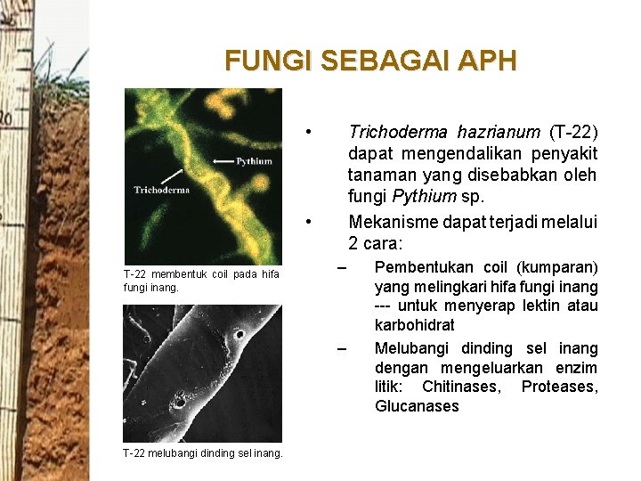 MIKROBA ANTAGONIS SEBAGAI AGEN HAYATI PENGENDALI PENYAKIT TANAMAN