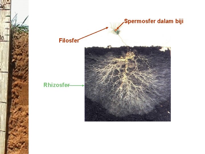 MIKROBA ANTAGONIS SEBAGAI AGEN HAYATI PENGENDALI PENYAKIT TANAMAN