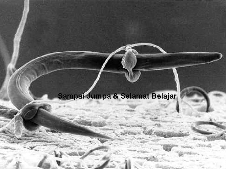 MIKROBA ANTAGONIS SEBAGAI AGEN HAYATI PENGENDALI PENYAKIT TANAMAN