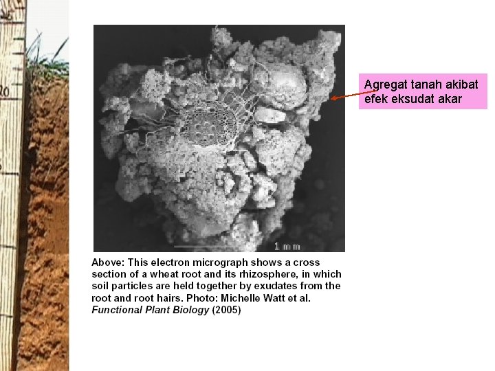 MIKROBA ANTAGONIS SEBAGAI AGEN HAYATI PENGENDALI PENYAKIT TANAMAN