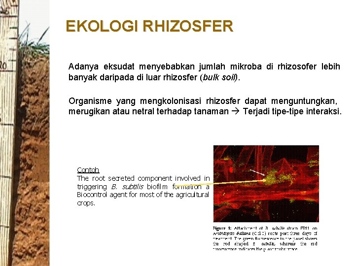 MIKROBA ANTAGONIS SEBAGAI AGEN HAYATI PENGENDALI PENYAKIT TANAMAN