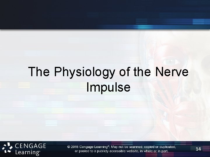 Chapter 10 The Nervous System Introduction Spinal Cord