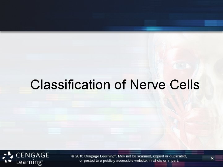 Chapter 10 The Nervous System Introduction Spinal Cord