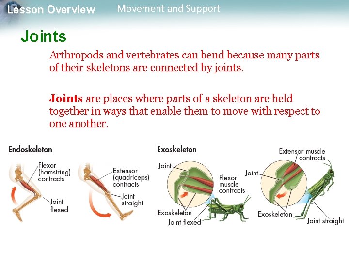 Lesson Overview Movement and Support Lesson Overview 28