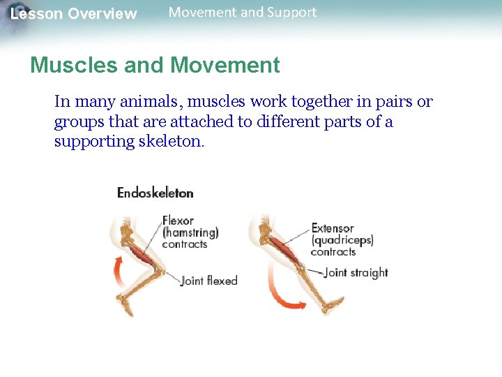 Lesson Overview Movement and Support Lesson Overview 28
